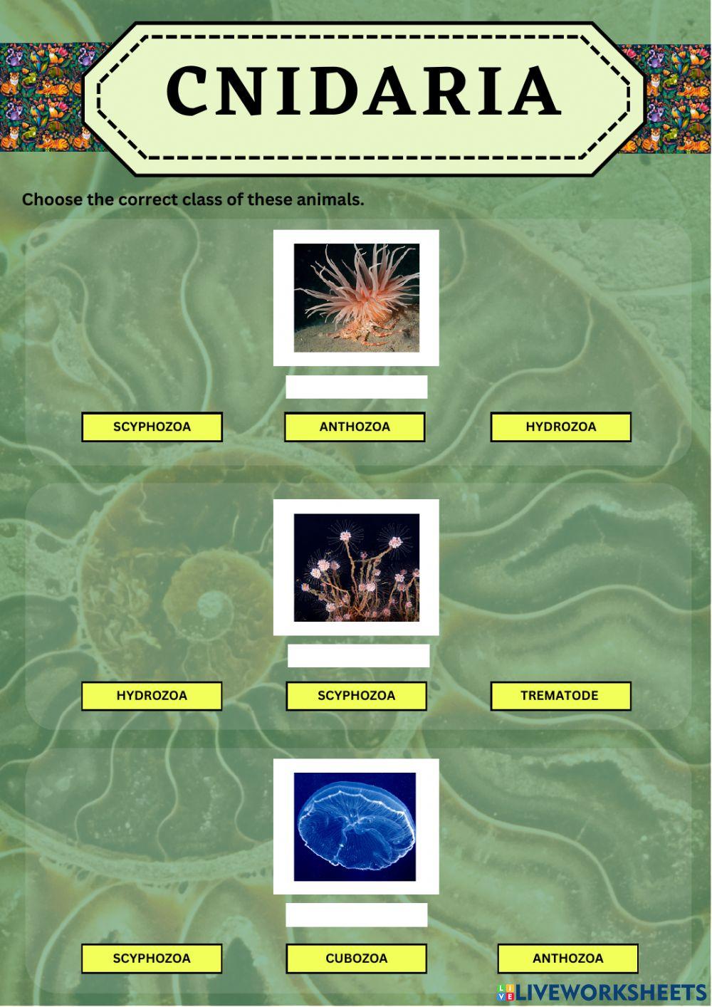 CNIDARIA 2560925 | 2020834884 | Live Worksheets