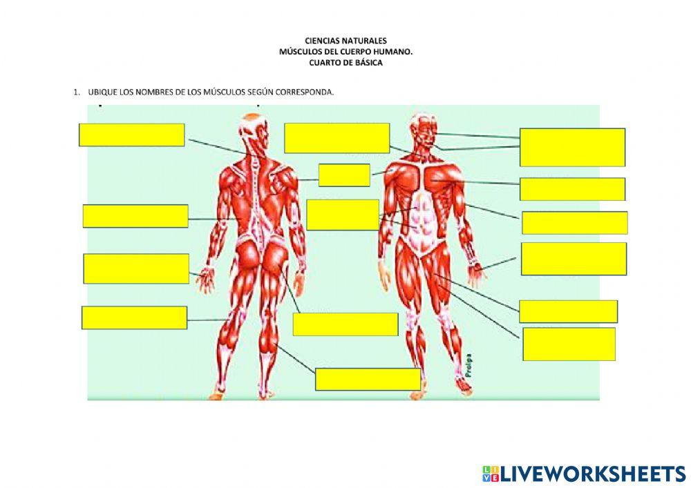 Los músculos 2315069 | JENNY PARREÑO | Live Worksheets