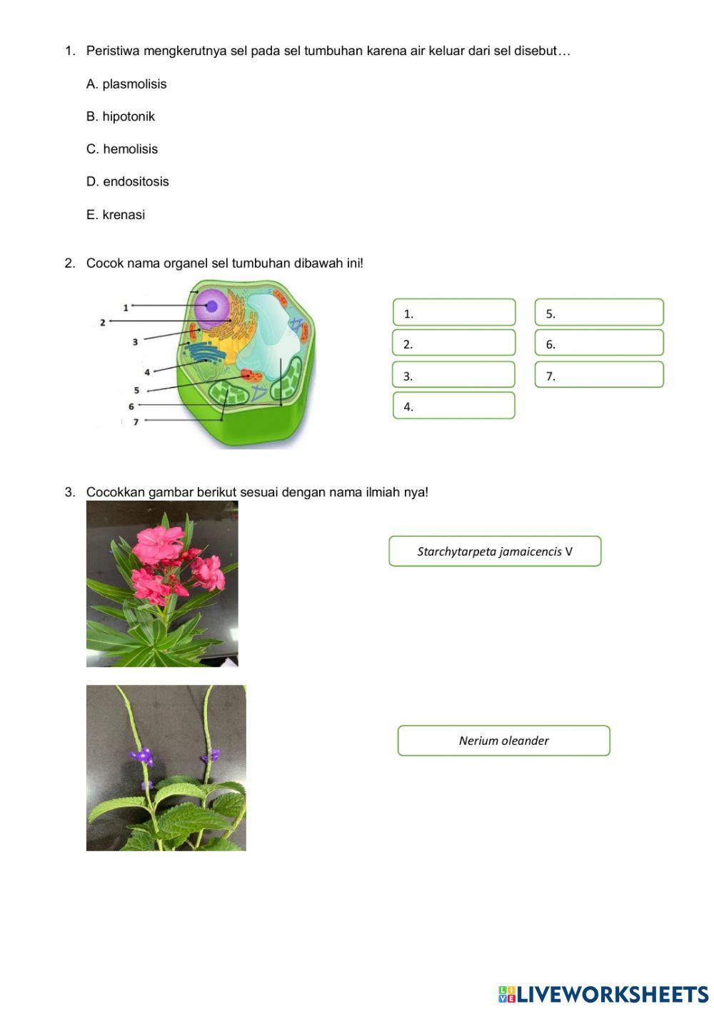 Bank Soal Biologi worksheet | Live Worksheets