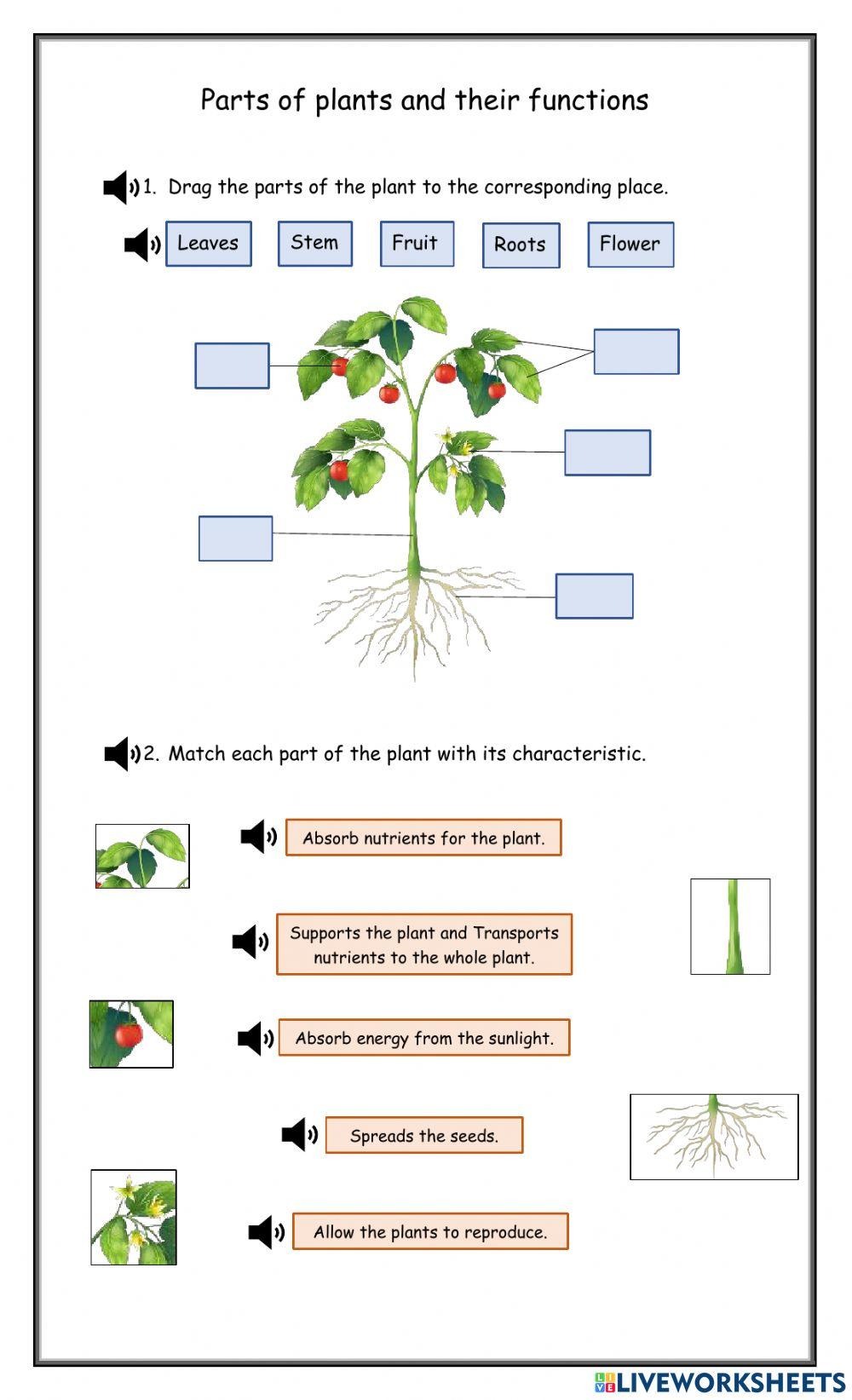 Parts of plants… | Free Interactive Worksheets | 2316055