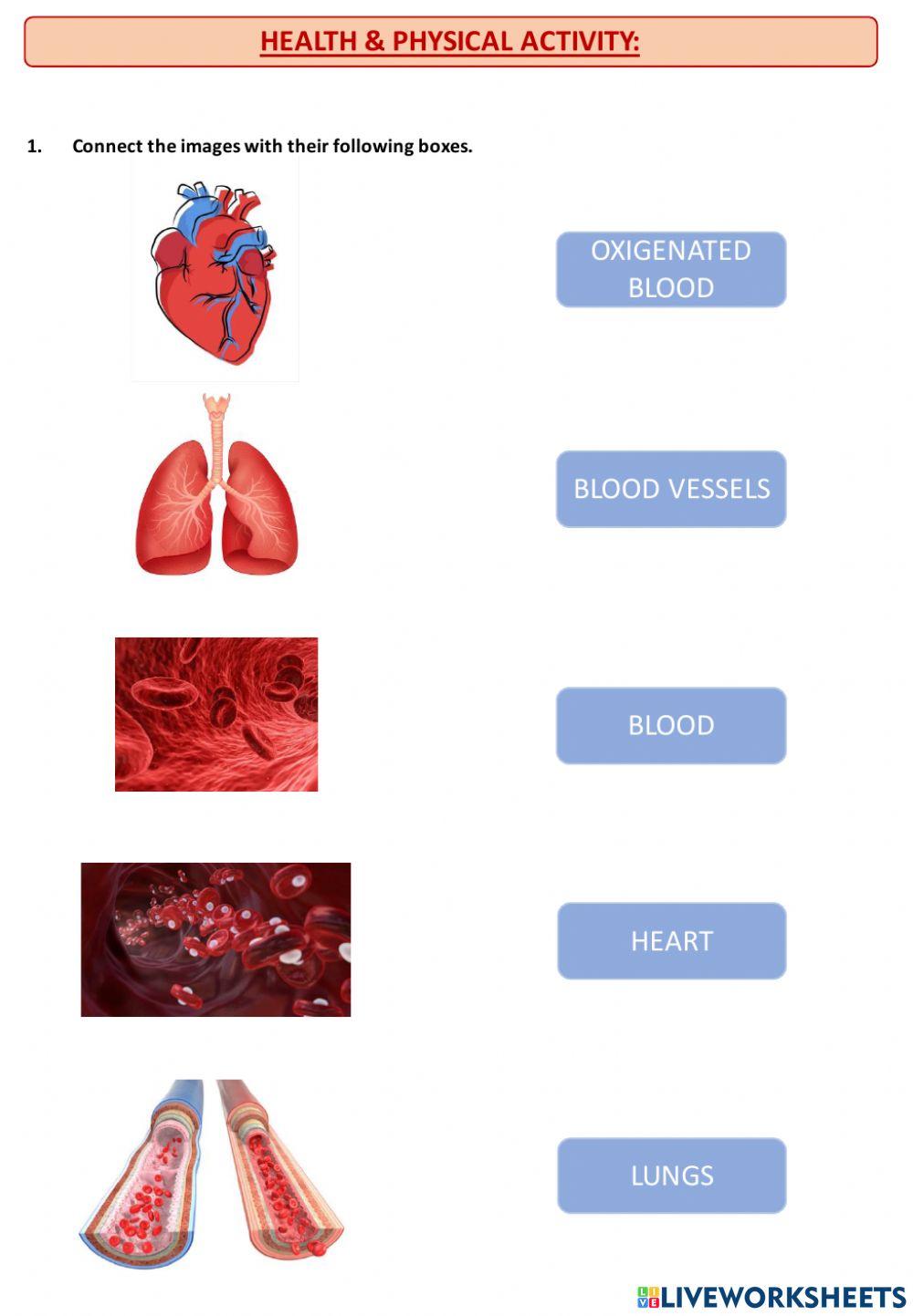 Physicial activity & health activity | Live Worksheets