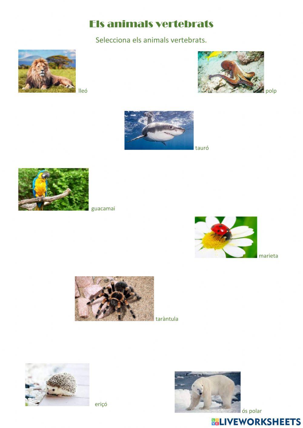 Els animals vertebrats online worksheet | Live Worksheets
