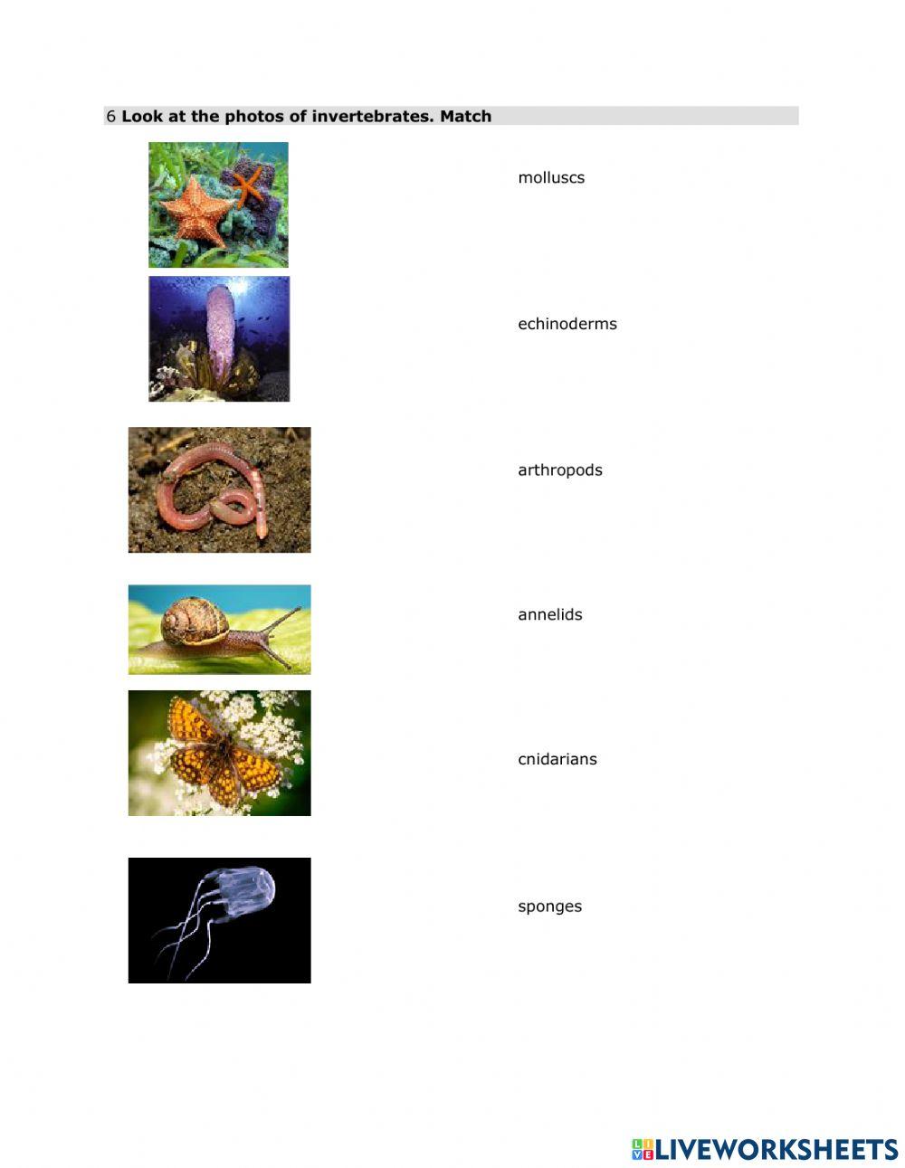 2895878 | Unit 2-Animals | Irene Sacristán