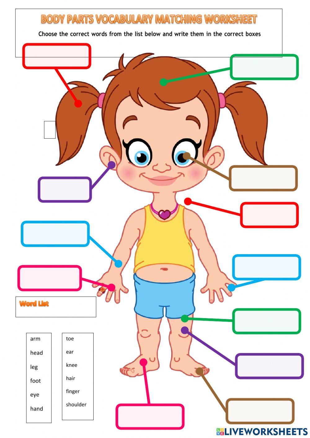 Body parts elem… | Free Interactive Worksheets | 2320475