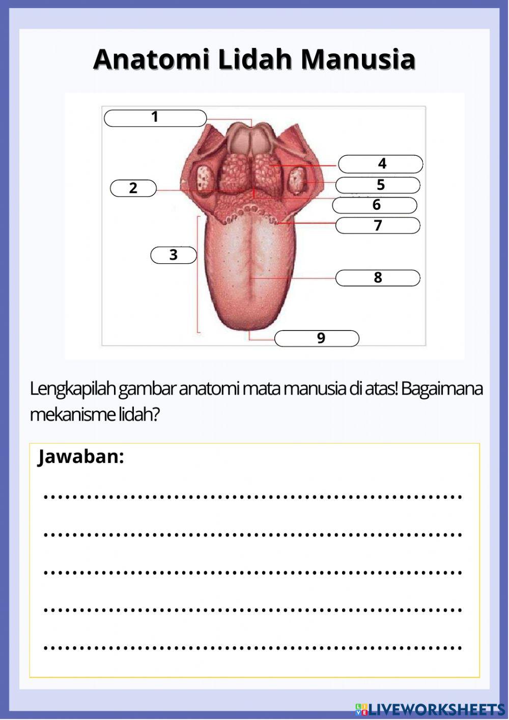 2320977 | LKPD Sistem Indera | Oki Citra Sanjaya