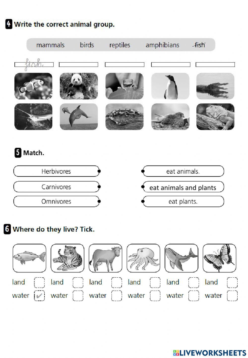 Animals review worksheet worksheet | Live Worksheets