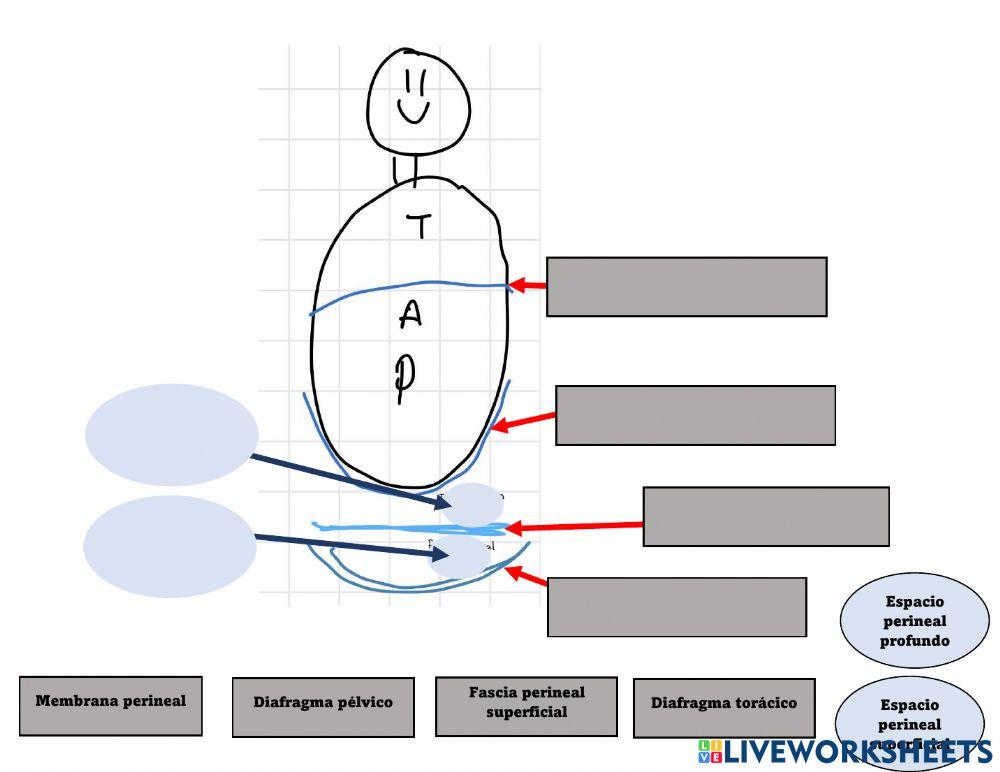 tronco PP2 online exercise for | Live Worksheets