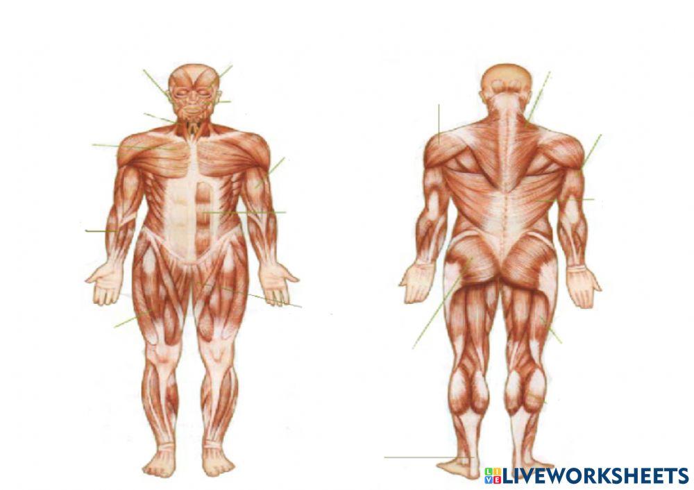 Muscles 2554224 | agarc574 | Live Worksheets
