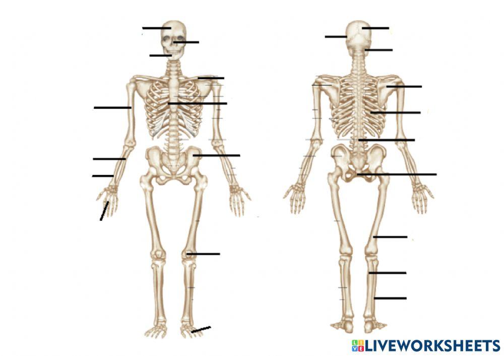 Muscles 2554224 | agarc574 | Live Worksheets