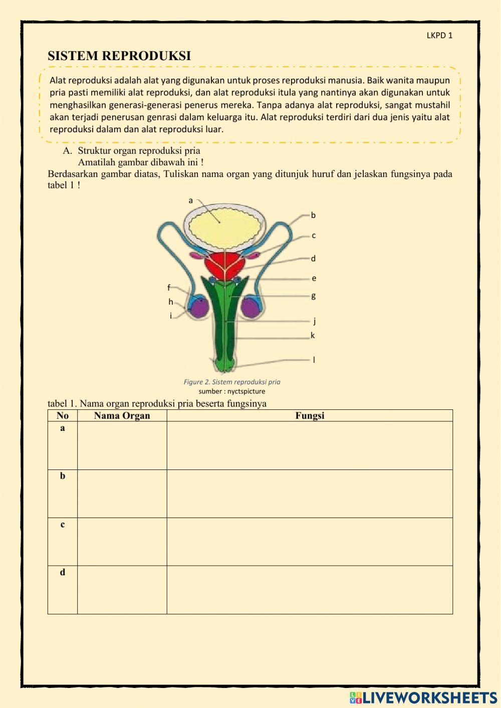 Struktur dan Organ Sistem Reproduksi Manusia worksheet | Live Worksheets