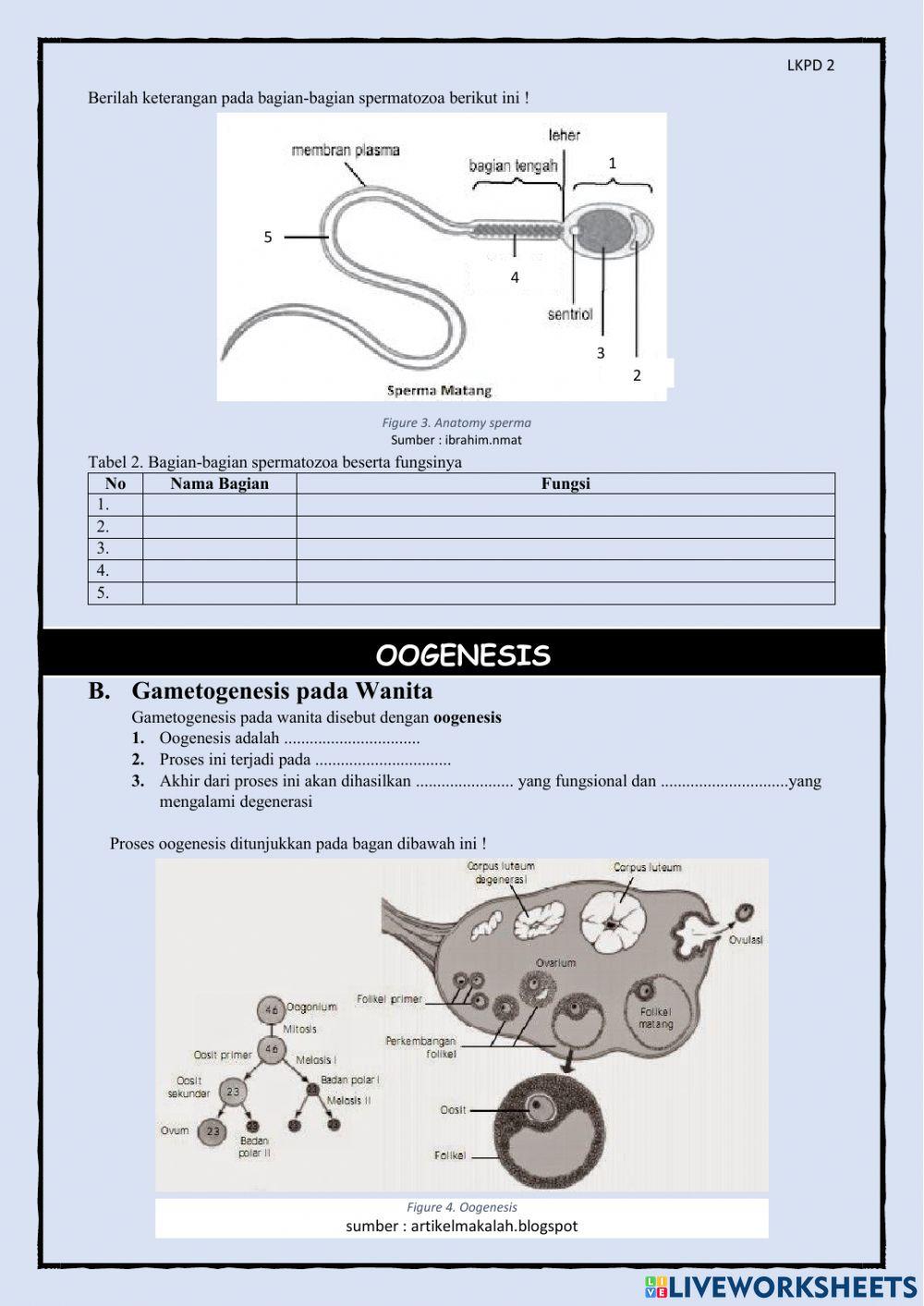 Gametogenesis | Free Interactive Worksheets | 2325176