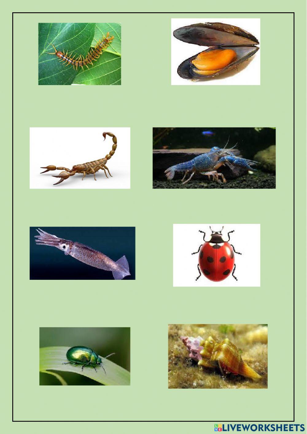 Invertebrates online worksheet for grade 3 | Live Worksheets
