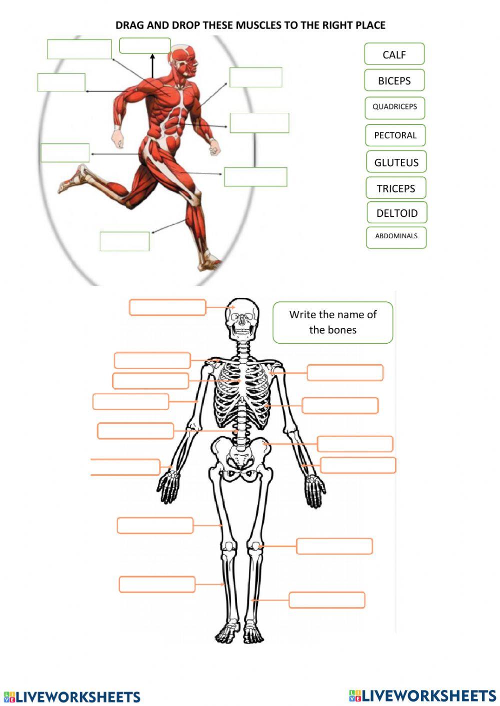 2326332 | Bones & Muscles | isangom | LiveWorksheets