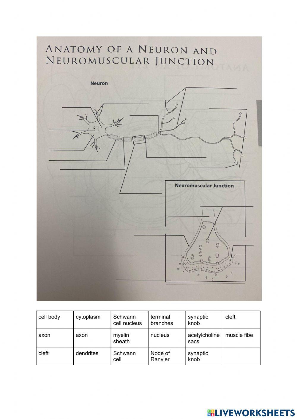 Anatomy of a Neuron and Neuromuscular Junction online exercise for ...
