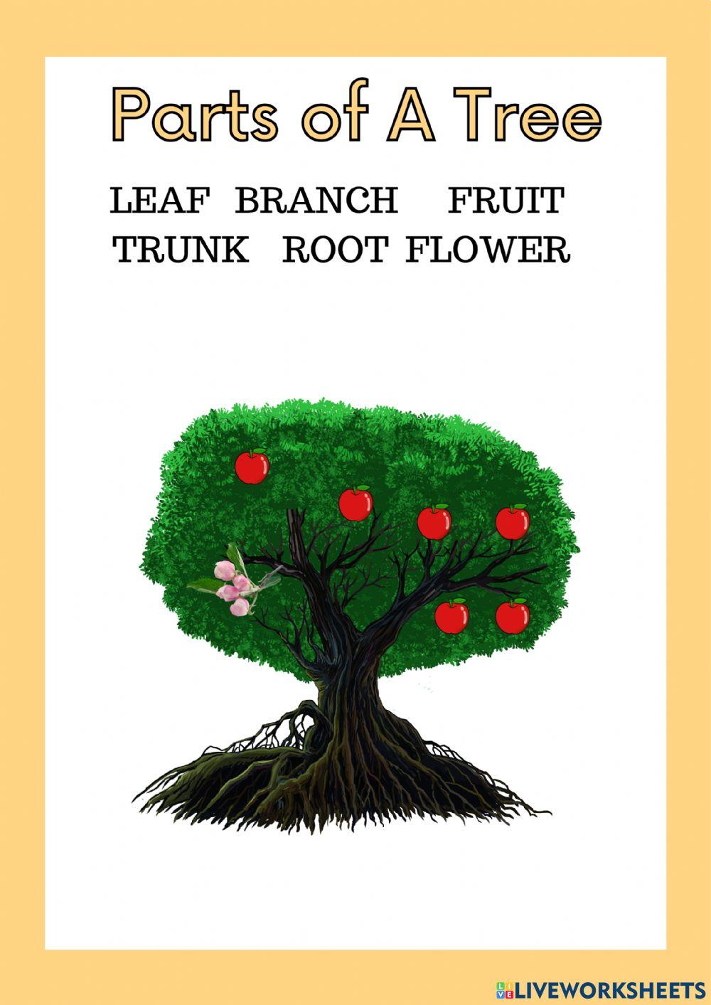 Parts of tree activity for grade | Live Worksheets