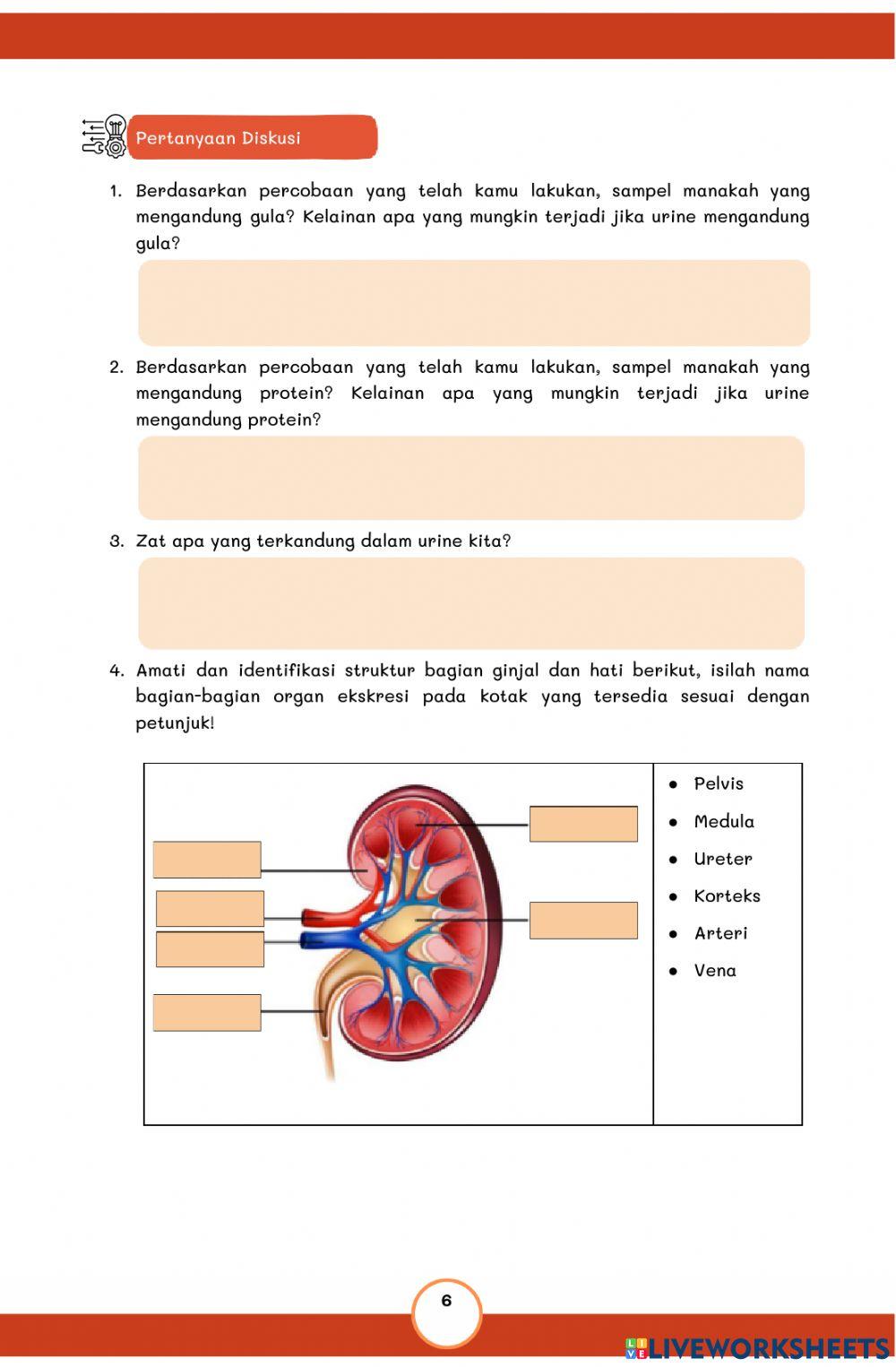 LKPD Elektronik Berbasis PBL Materi Sistem Ekskresi : Ginjal dan Hati online exercise for | Live ...