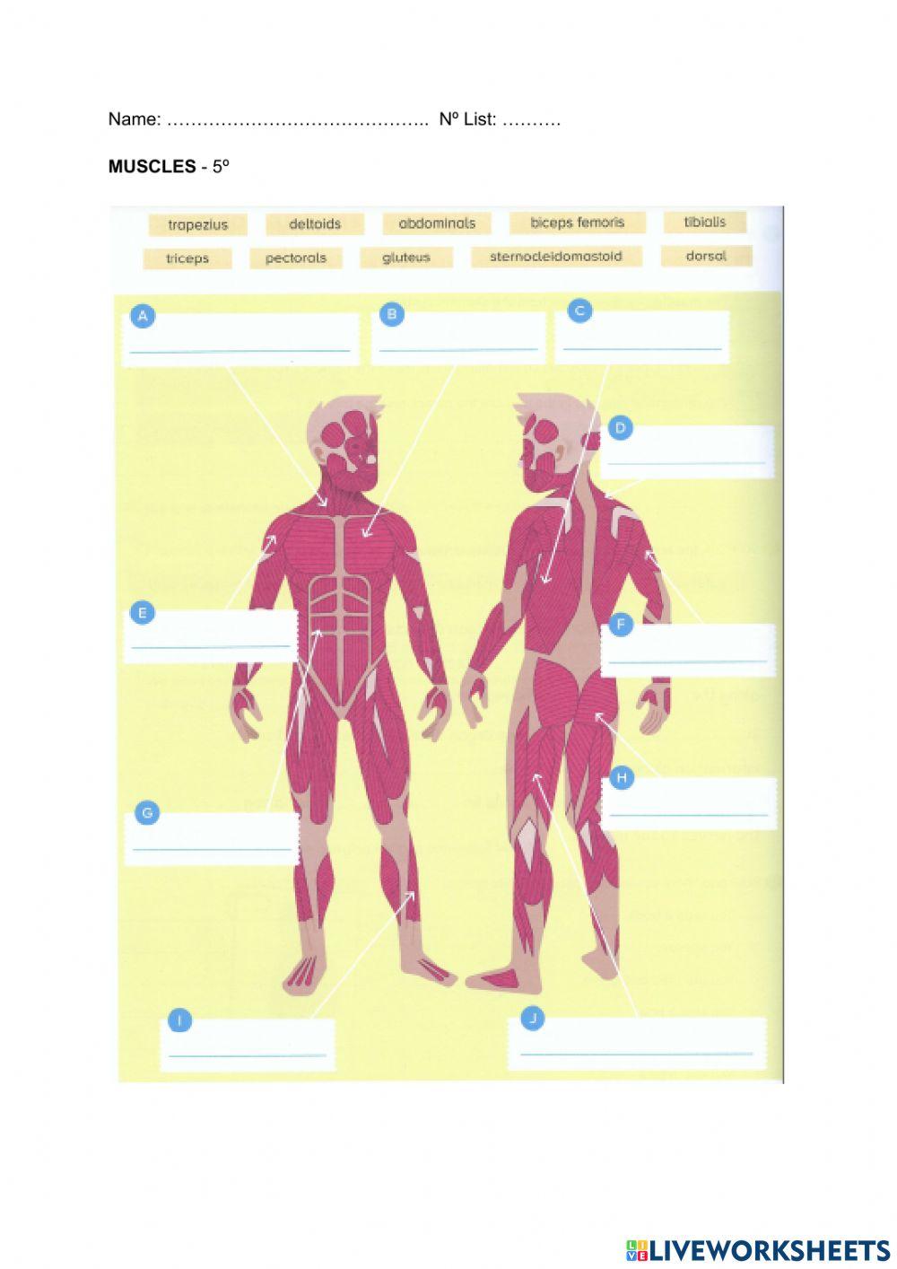 Muscles online worksheet for 5º | Live Worksheets