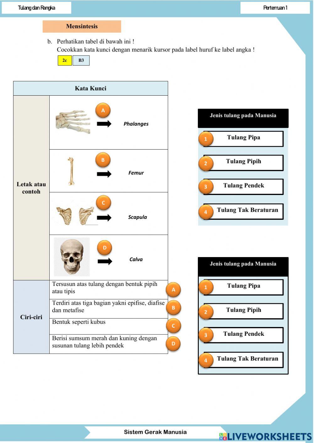 Tulang dan rangka | Live Worksheets