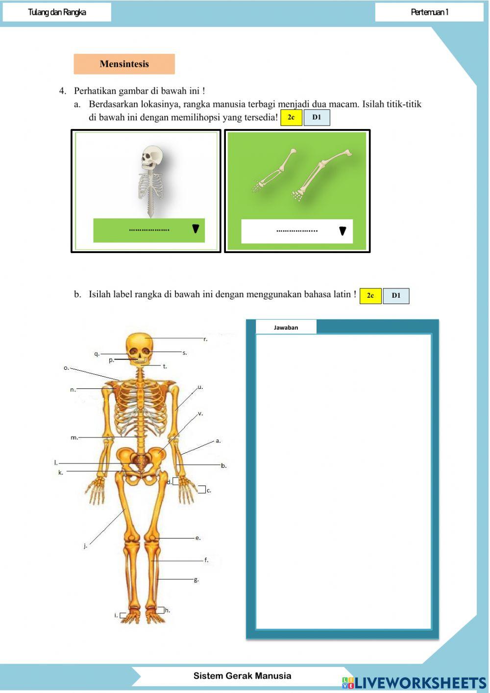 Tulang dan rangka | Live Worksheets