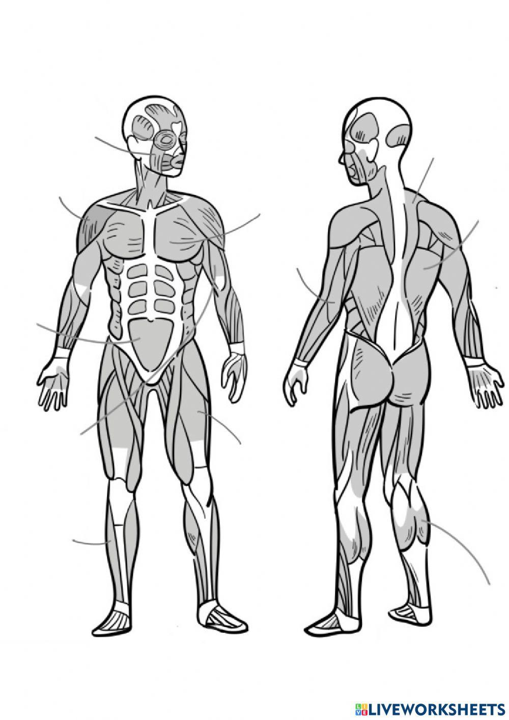 El cuerpo en movimiento worksheet | Live Worksheets