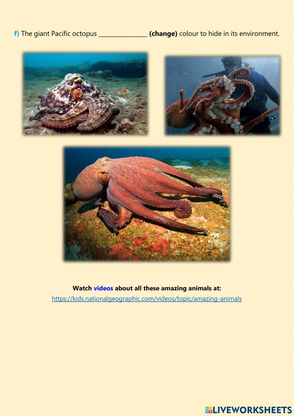 Amazing Animals online exercise for Elementary | Live Worksheets