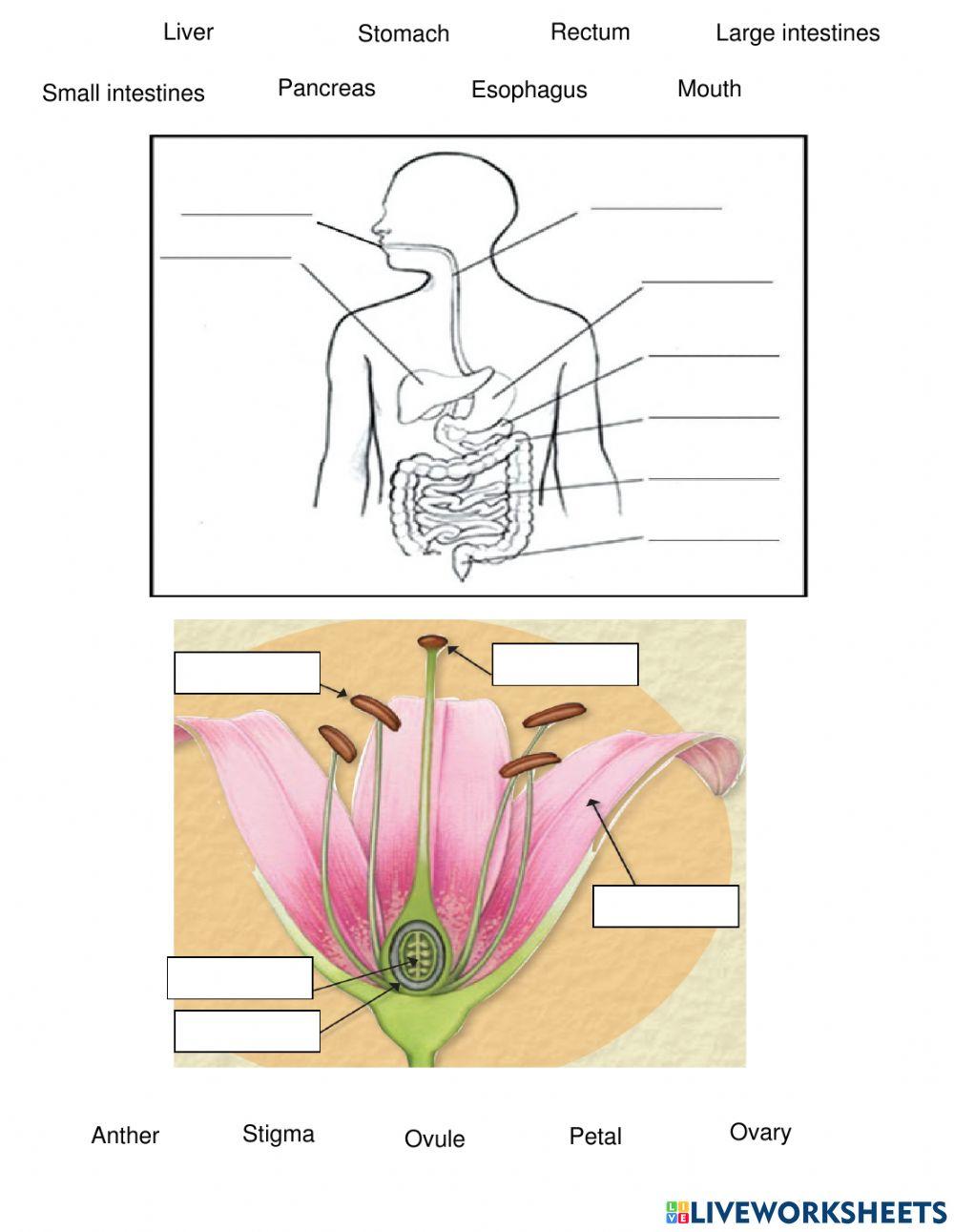Digestive System & Flower Parts worksheet | Live Worksheets