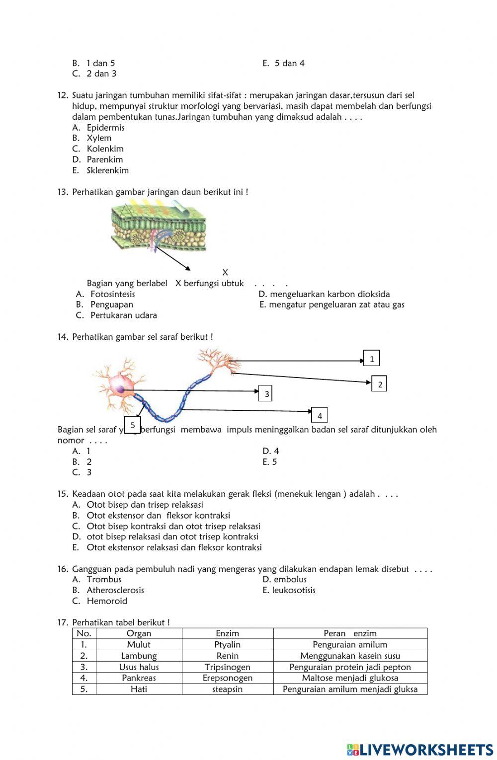 2335493 | Biologi | Wisesaku | LiveWorksheets