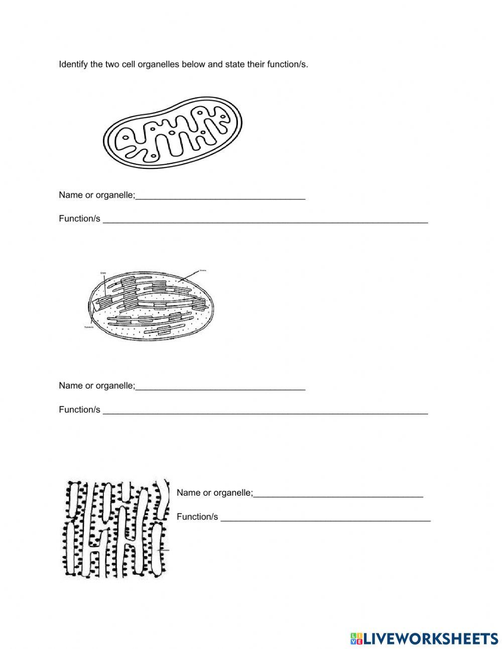 CELLS online exercise for | Live Worksheets