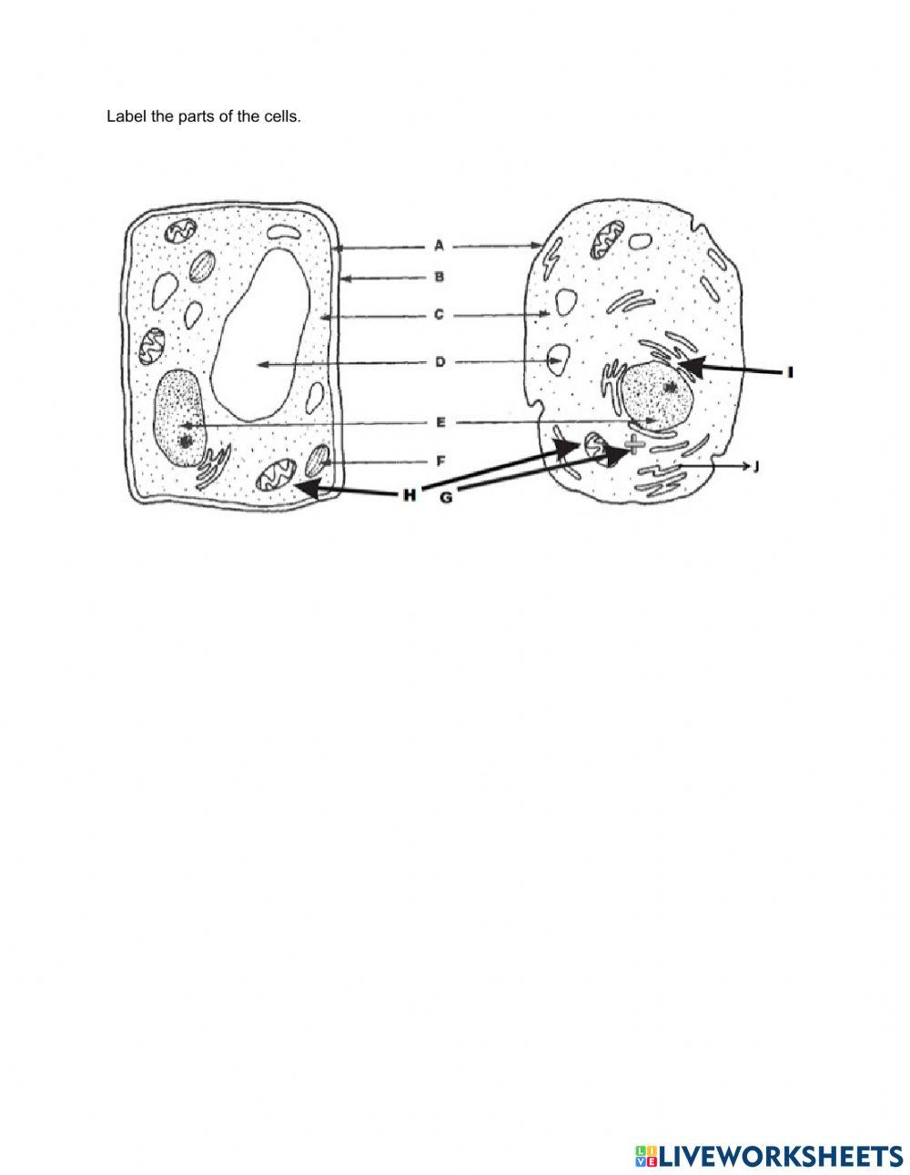 CELLS online exercise for | Live Worksheets