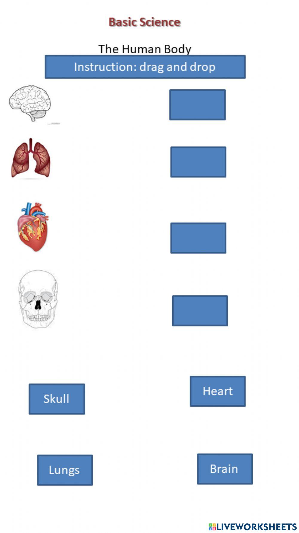 Human body | Free Interactive Worksheets | 7195210