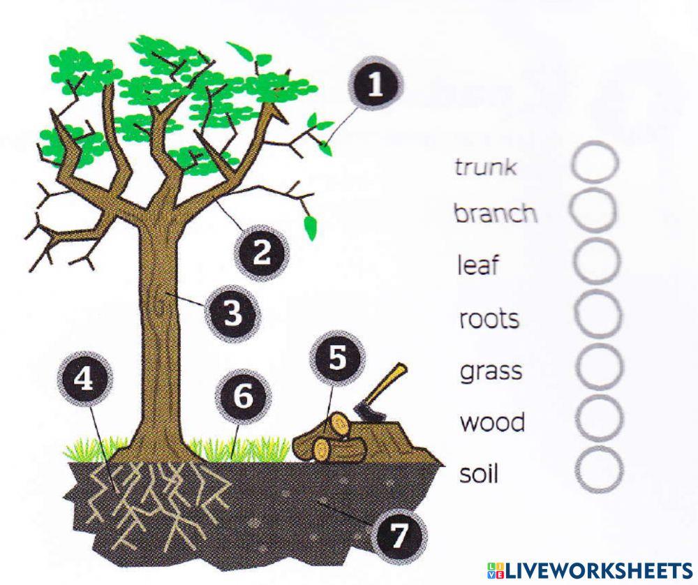 2337995 | Plant | Maryna Morkwyshena | LiveWorksheets