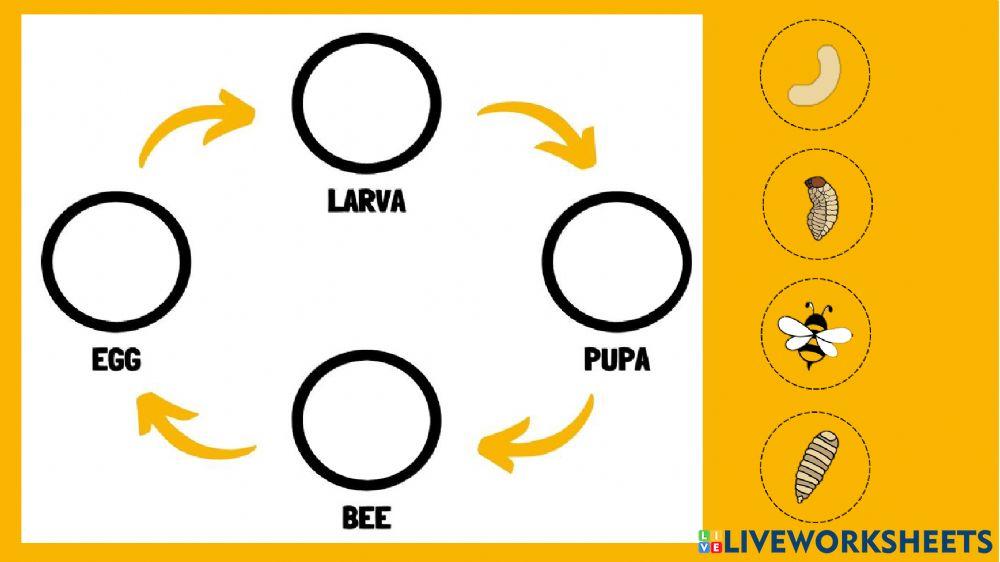 Life Cycle online exercise for Grade 2 | Live Worksheets