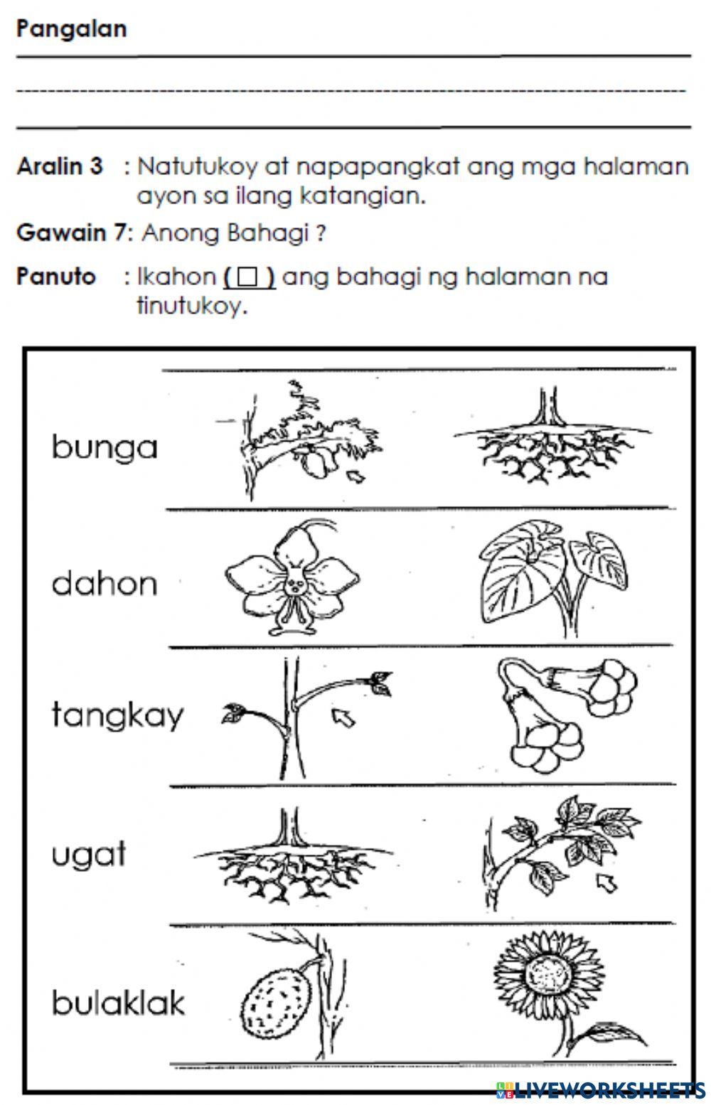 Bahagi Ng Halaman Online Exercise For Live Worksheets, 59% OFF Bahagi Ng Halaman Online Exercise For Live Worksheets, 59% OFF