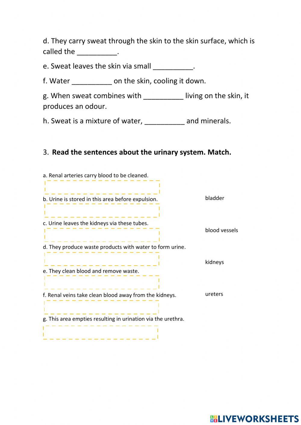 Natural Science - The excretory system online exercise for | Live ...