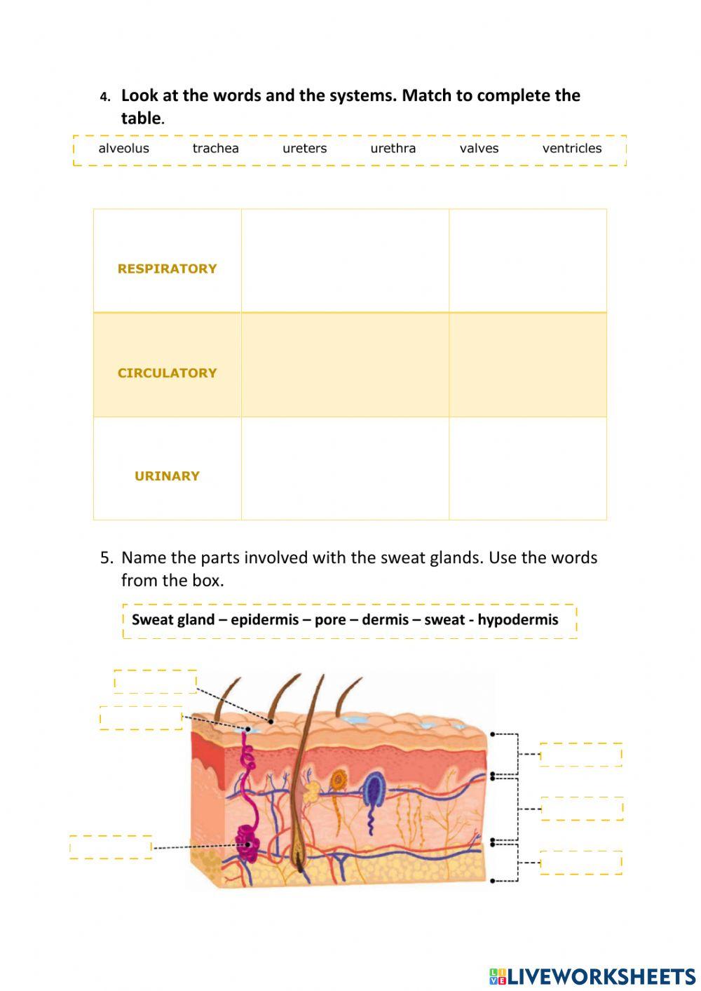 Natural Science - The excretory system online exercise for | Live ...
