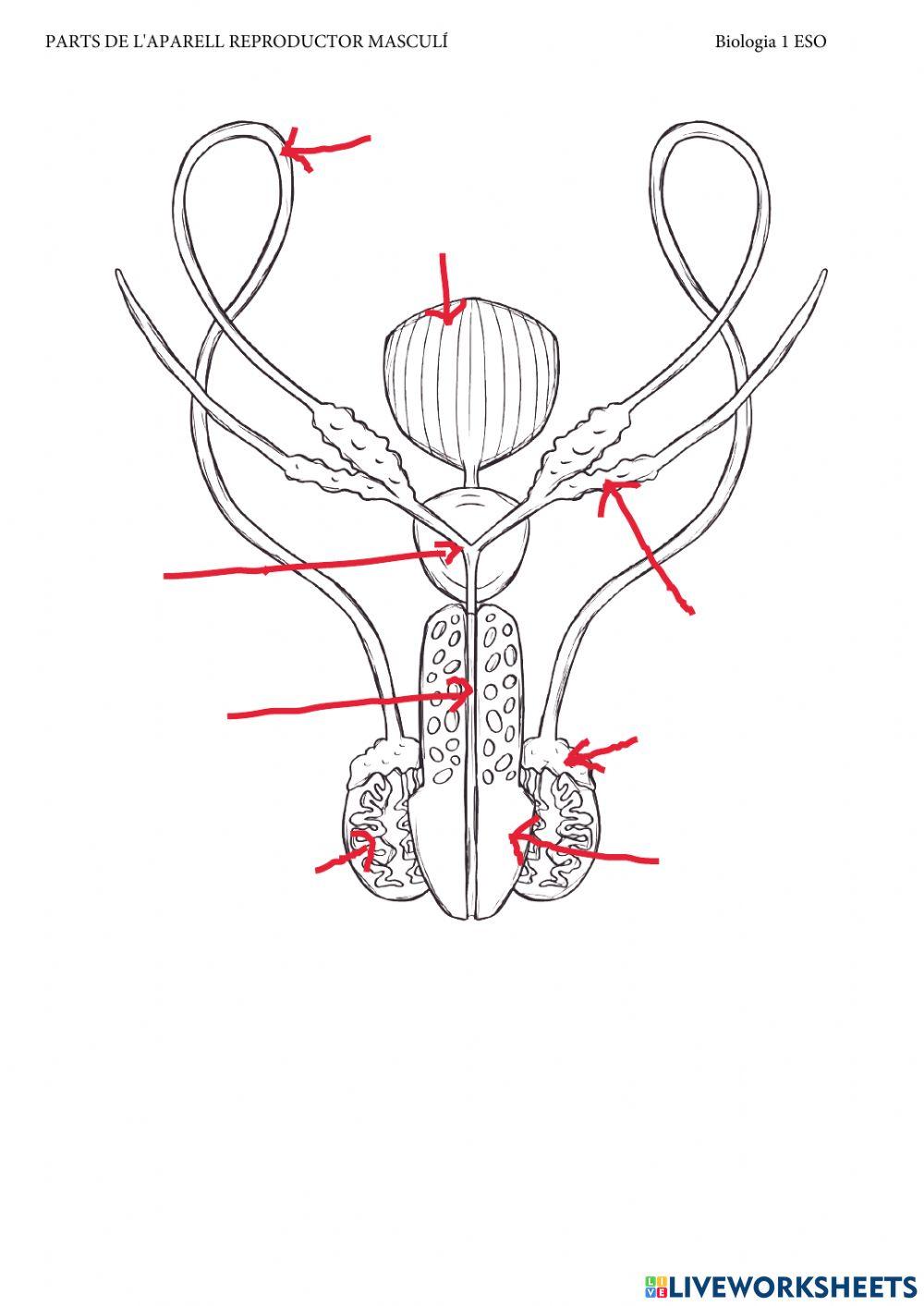 Aparell reproductor masculí: PARTS online exercise for | Live Worksheets