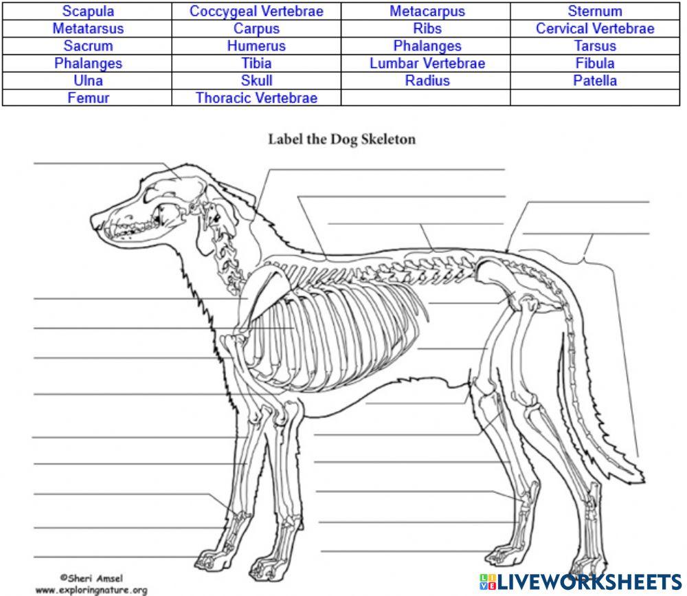 Dog Skeleton 7044245 | burtd1 | Live Worksheets