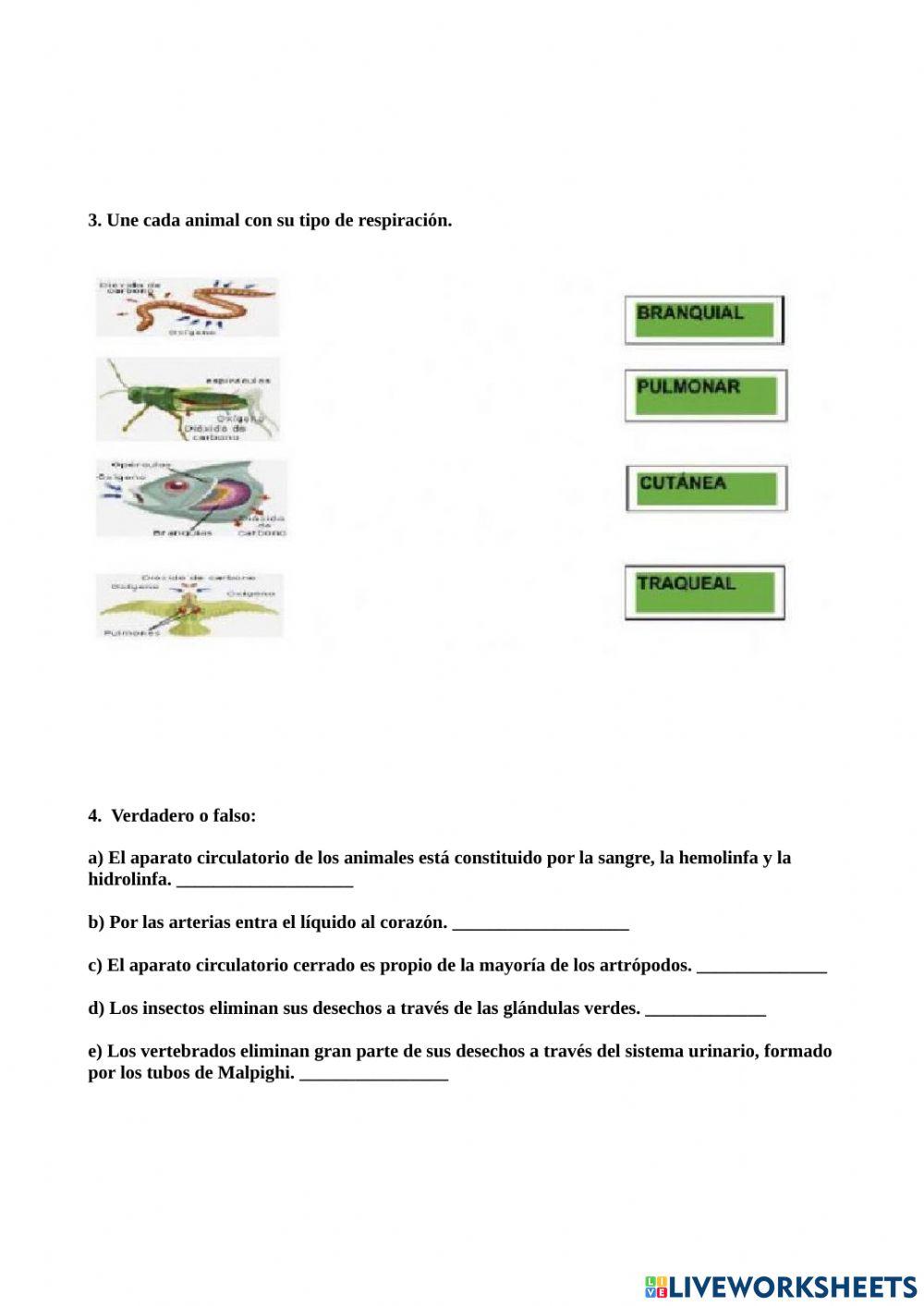 Examen tema 8. Las funciones vitales en los animales online exercise ...