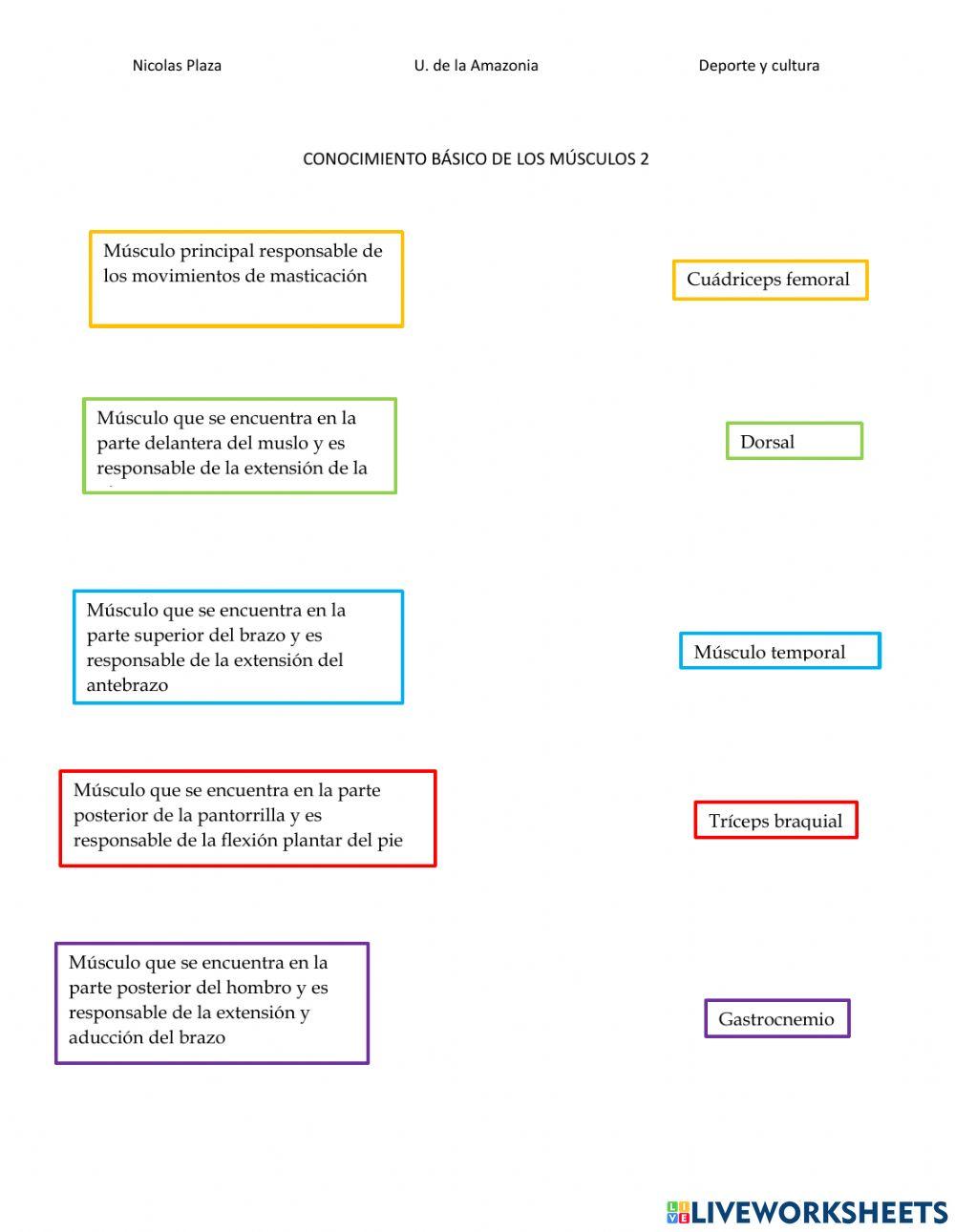 Músculos Básicos worksheet | Live Worksheets
