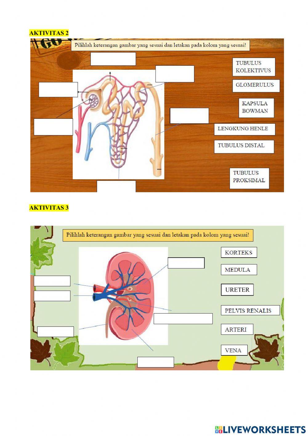 LKPD Ekskresi online exercise | Live Worksheets