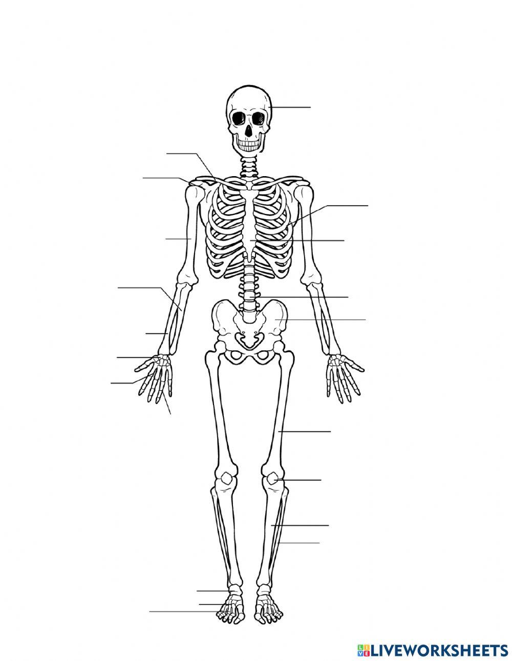 Label Skeleton, Joints and Fish online exercise for | Live Worksheets