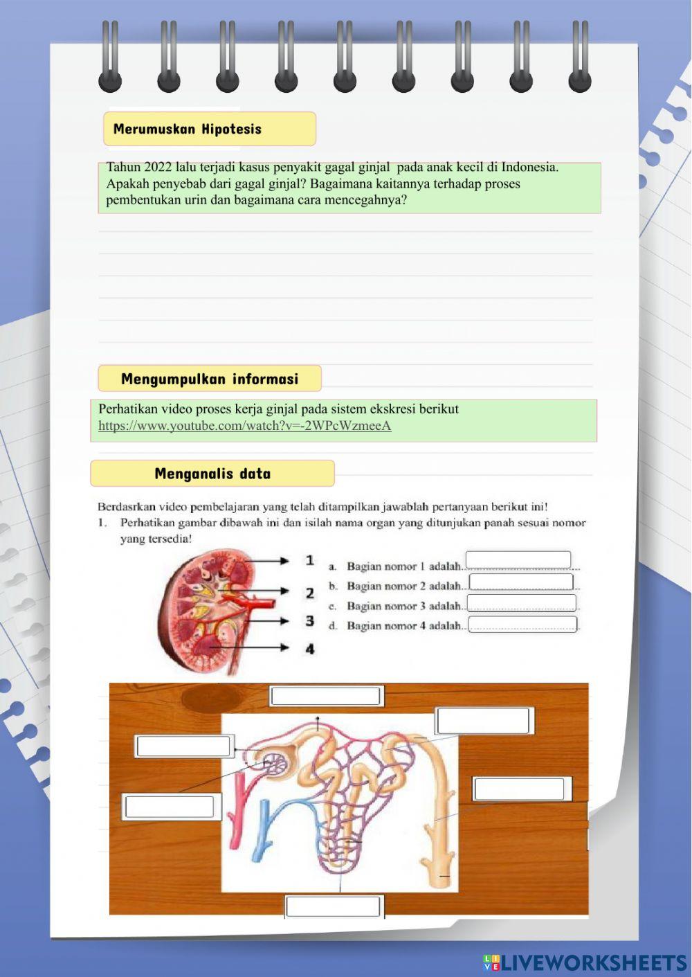 LKPD SISTEM EKSKRESI: GINJAL online exercise for | Live Worksheets