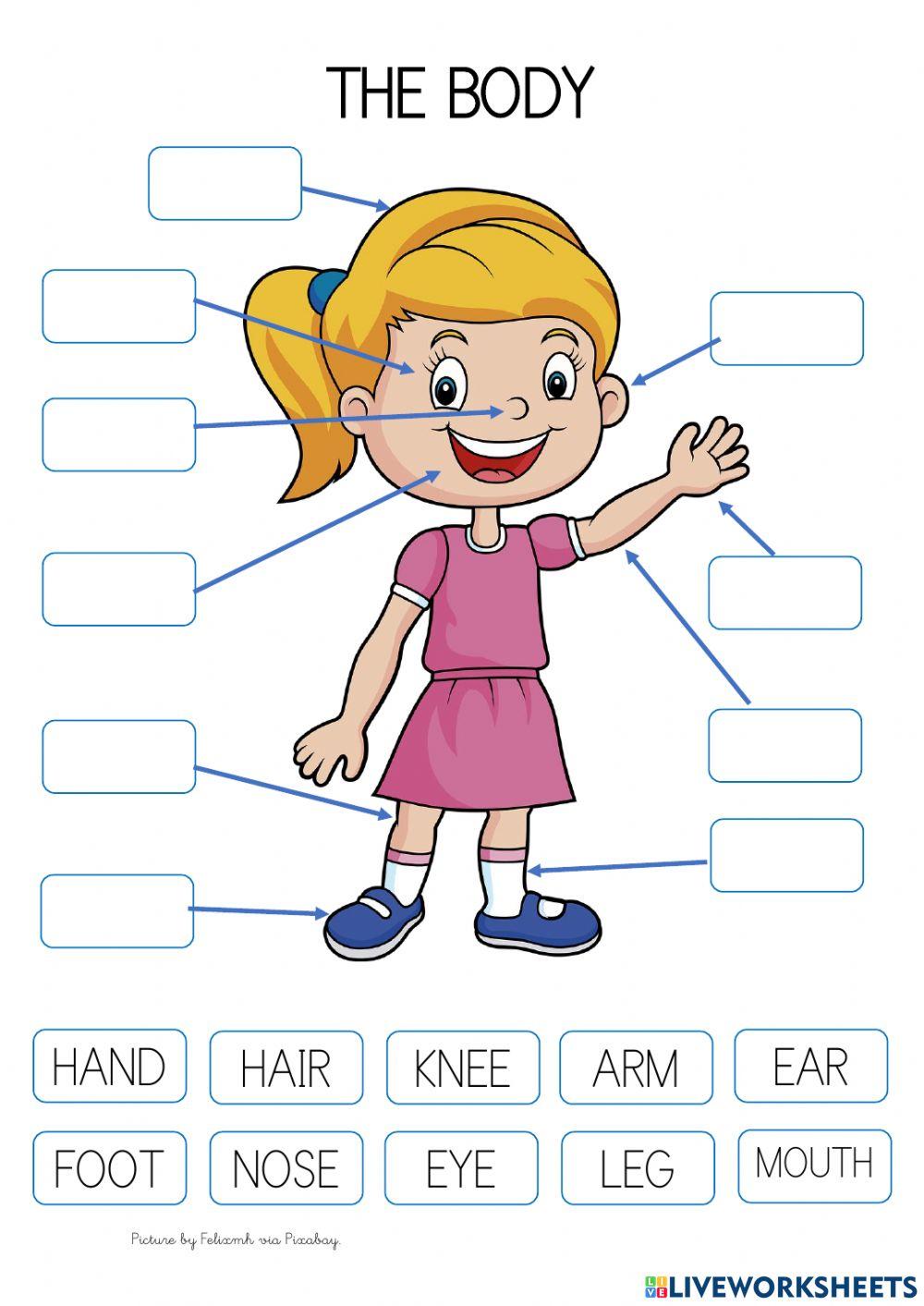 The body | Free Interactive Worksheets | 7084150