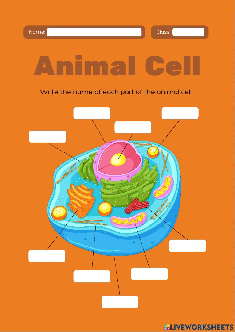 Cell worksheet for 11 | Live Worksheets