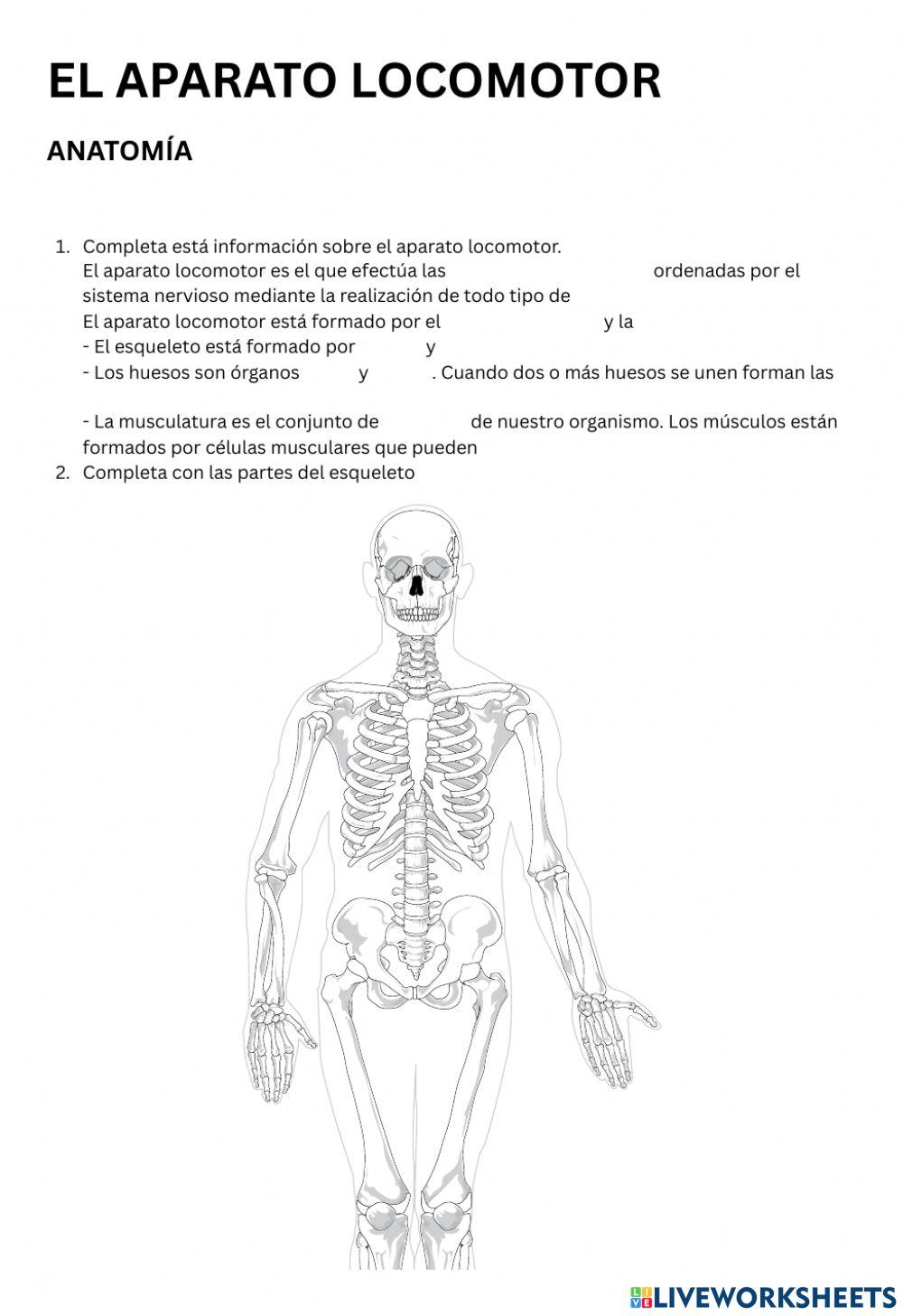 Aparato locomotor activity for 4 | Live Worksheets