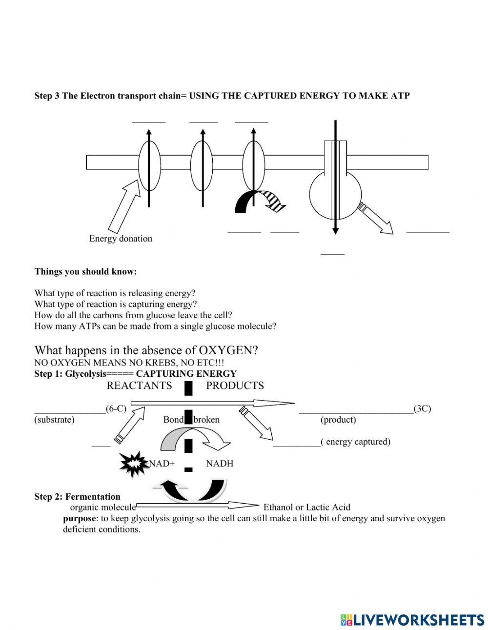 Cellular respiration | LiveWorksheets | 7059914