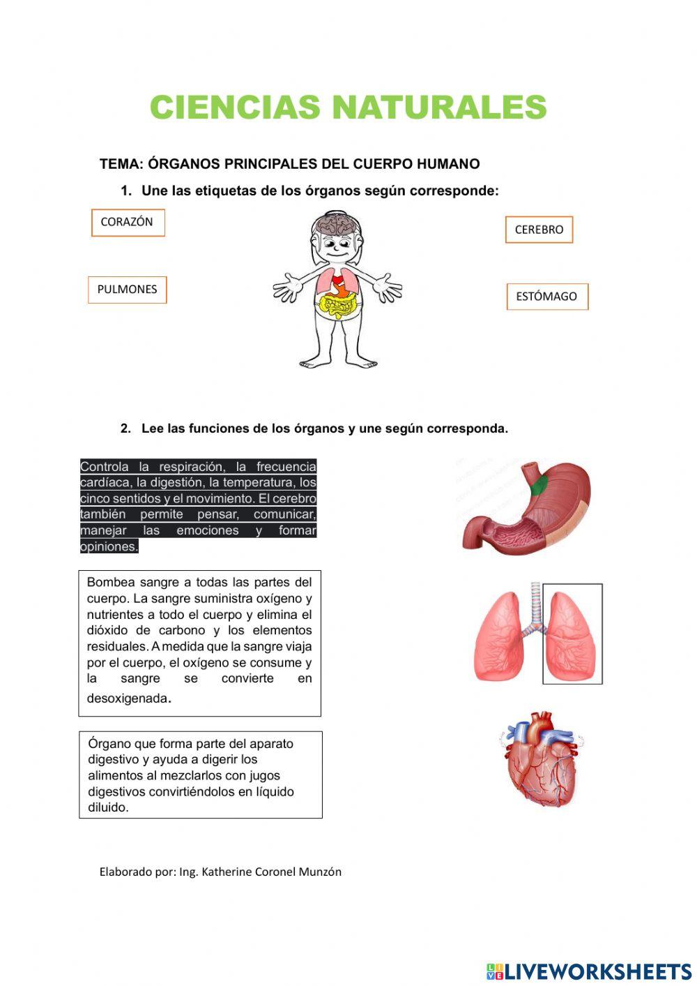 Cuerpo humano y sus órganos worksheet | Live Worksheets