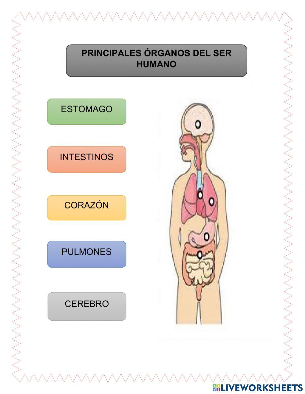 Órganos del ser humano 7069125 | adroche | Live