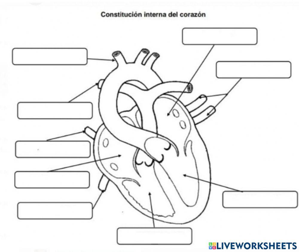 Partes internas del corazón 7070923 | Rosa Elena Franco