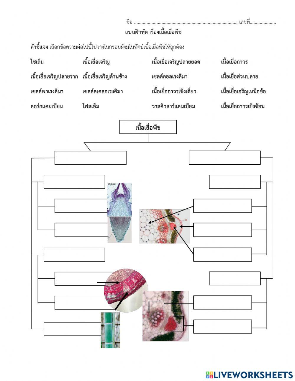 เนื้อเยื่อพืช online exercise for | Live Worksheets